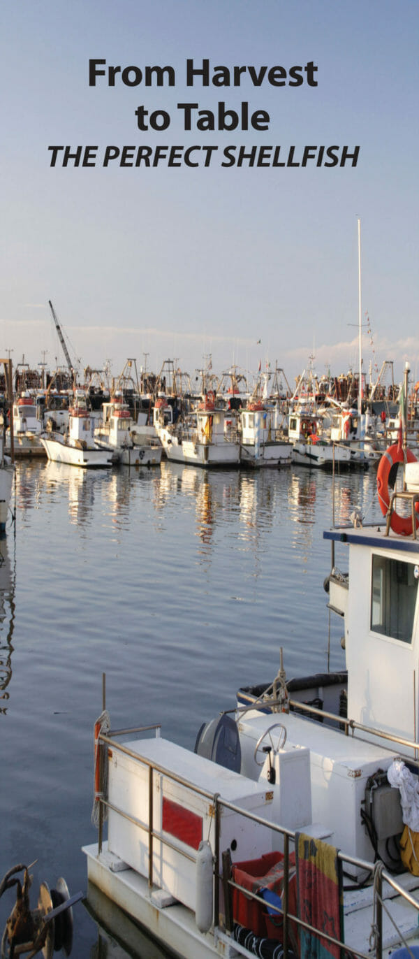 Vibrio Resources – East Coast Shellfish Growers Association