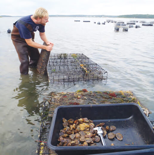 Growers Resources – East Coast Shellfish Growers Association